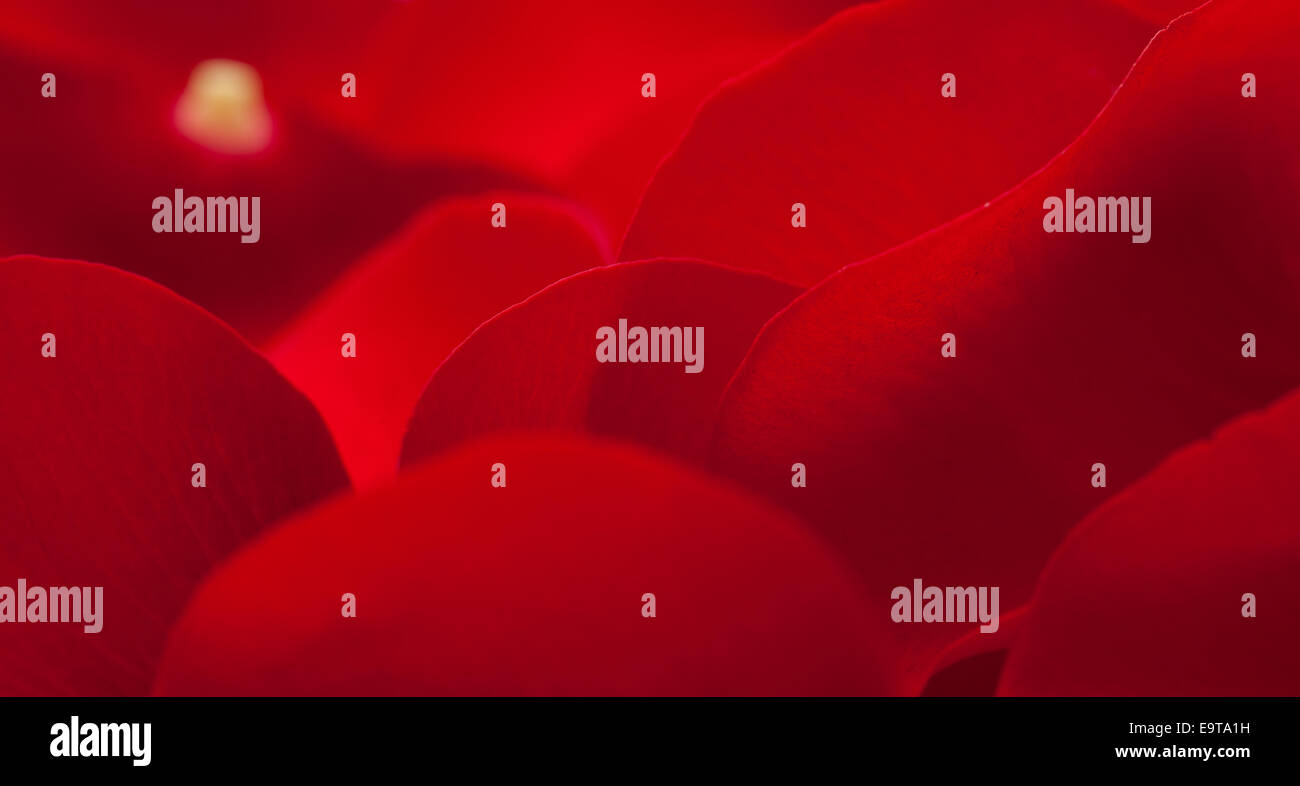 red rose petals natural background Stock Photo - Alamy