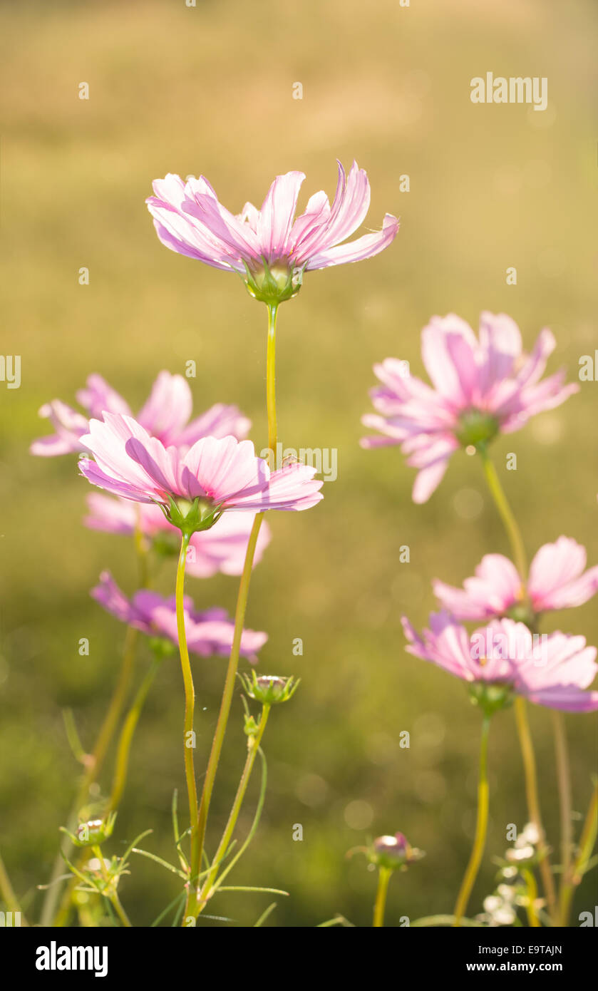 Pink cosmos hi-res stock photography and images - Alamy