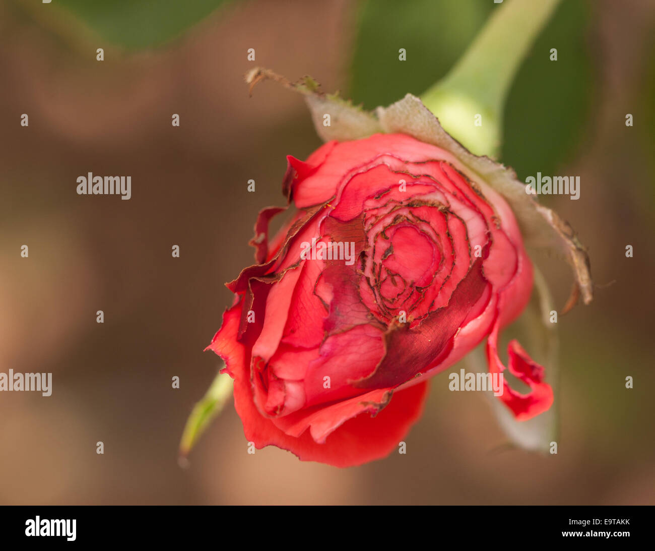 Grasshopper damage on rose, with the bud eaten up to shreds Stock Photo ...