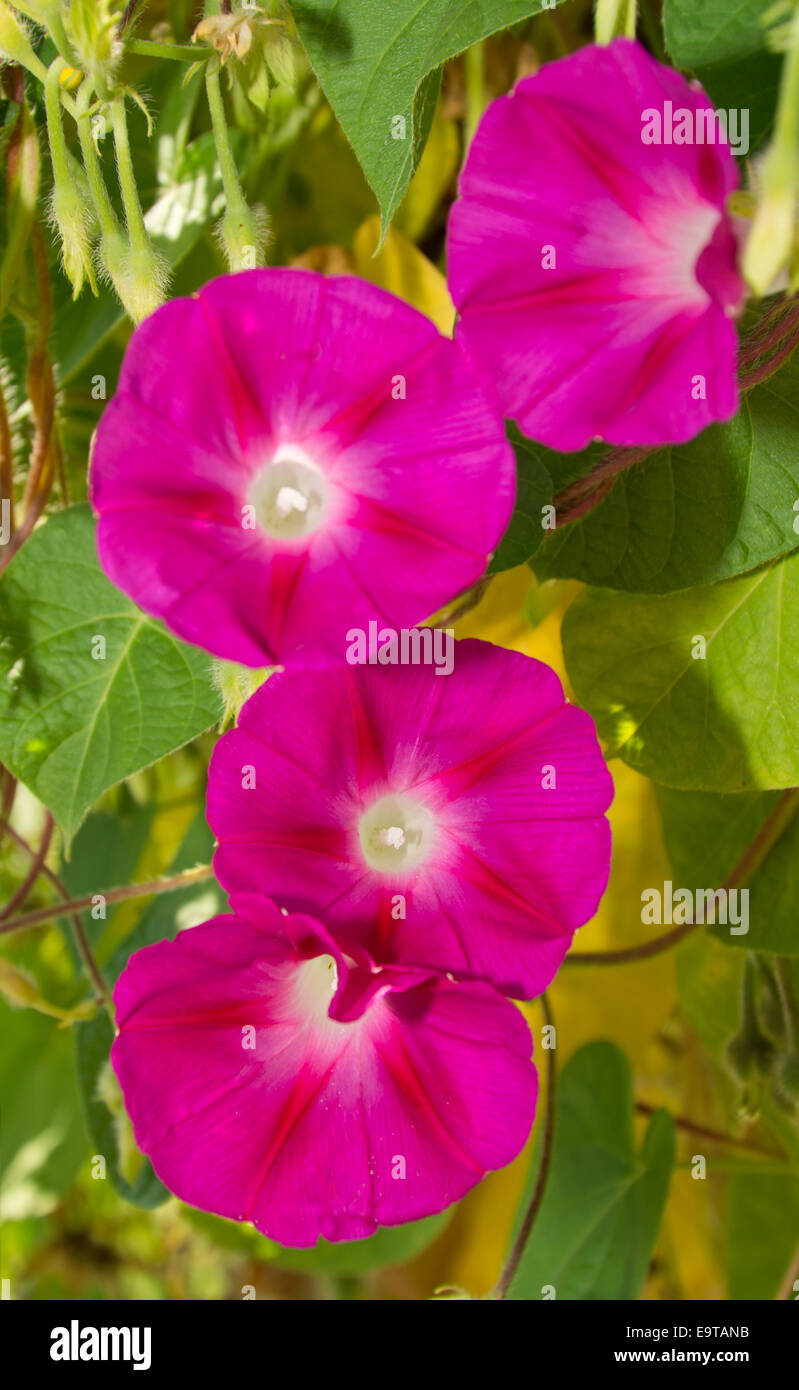 Deep pink flowers of Morning Glory, against green leaves Stock Photo ...