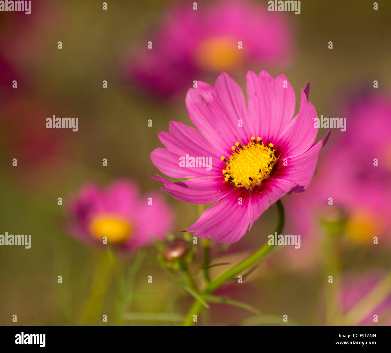 Pink cosmos flower hi-res stock photography and images - Alamy