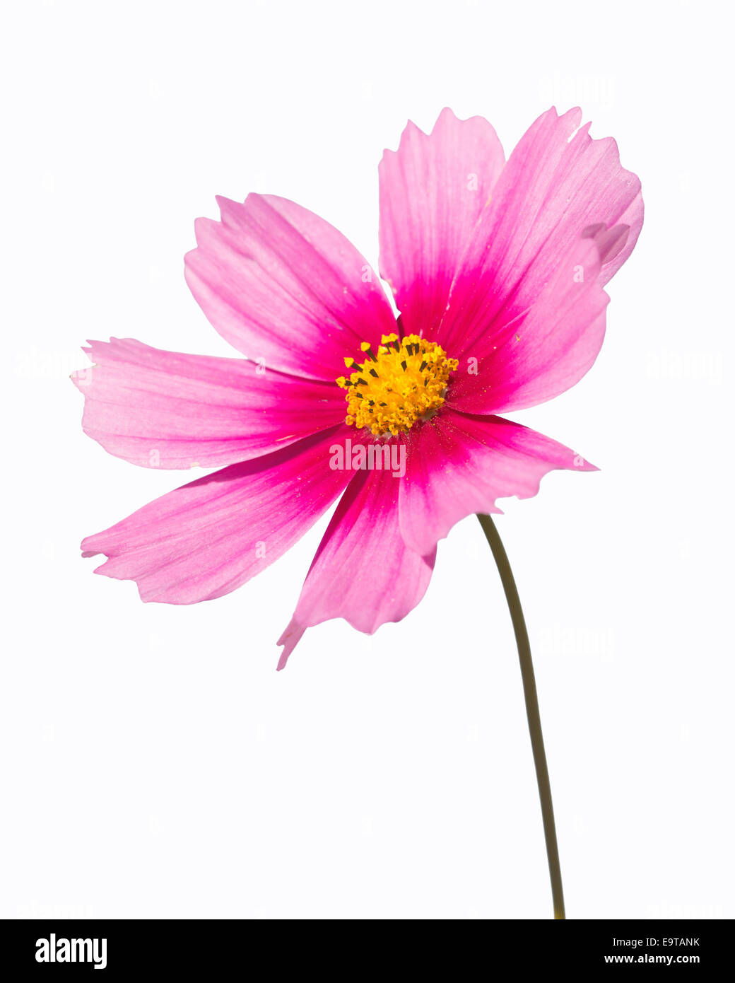 Wild cosmos flower Cut Out Stock Images & Pictures - Alamy