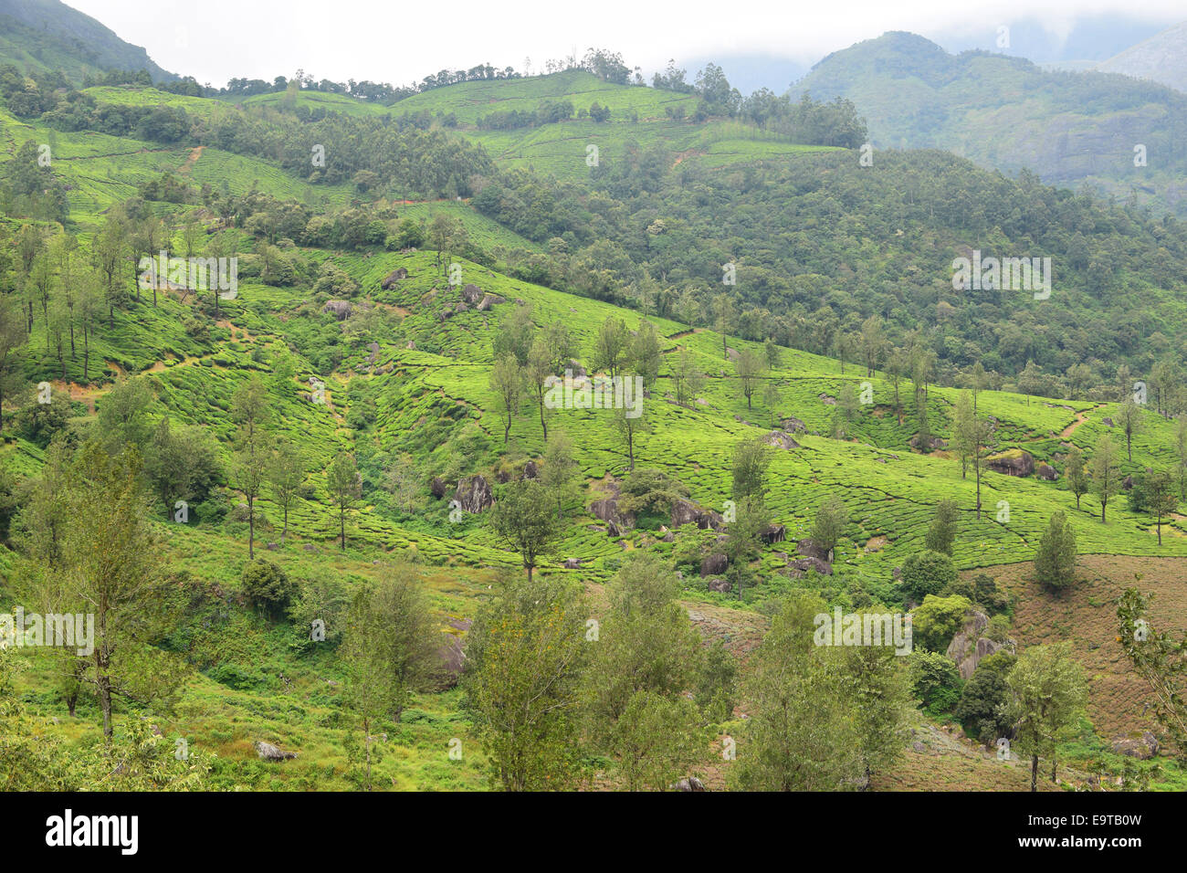 Munnar Kerala Scenery view Kerala India Stock Photo - Alamy
