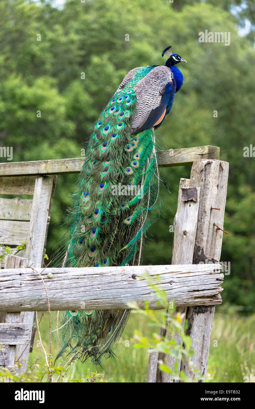 Male peacock with exotic feathers standing on perch on Isle of Mull in ...