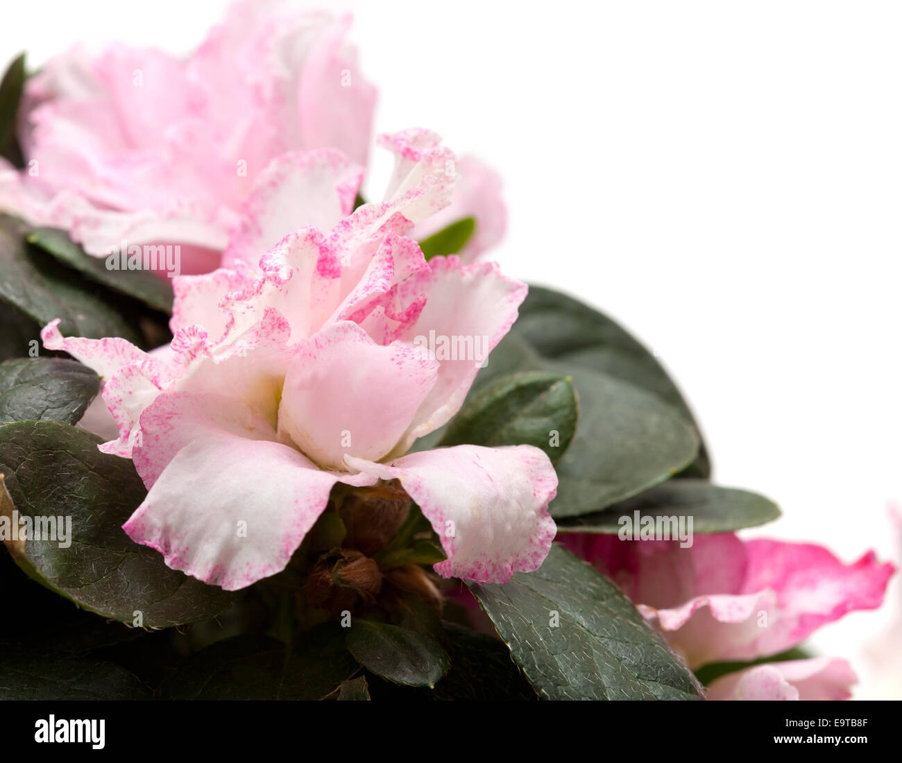 pink azalea isolated on white background Stock Photo - Alamy