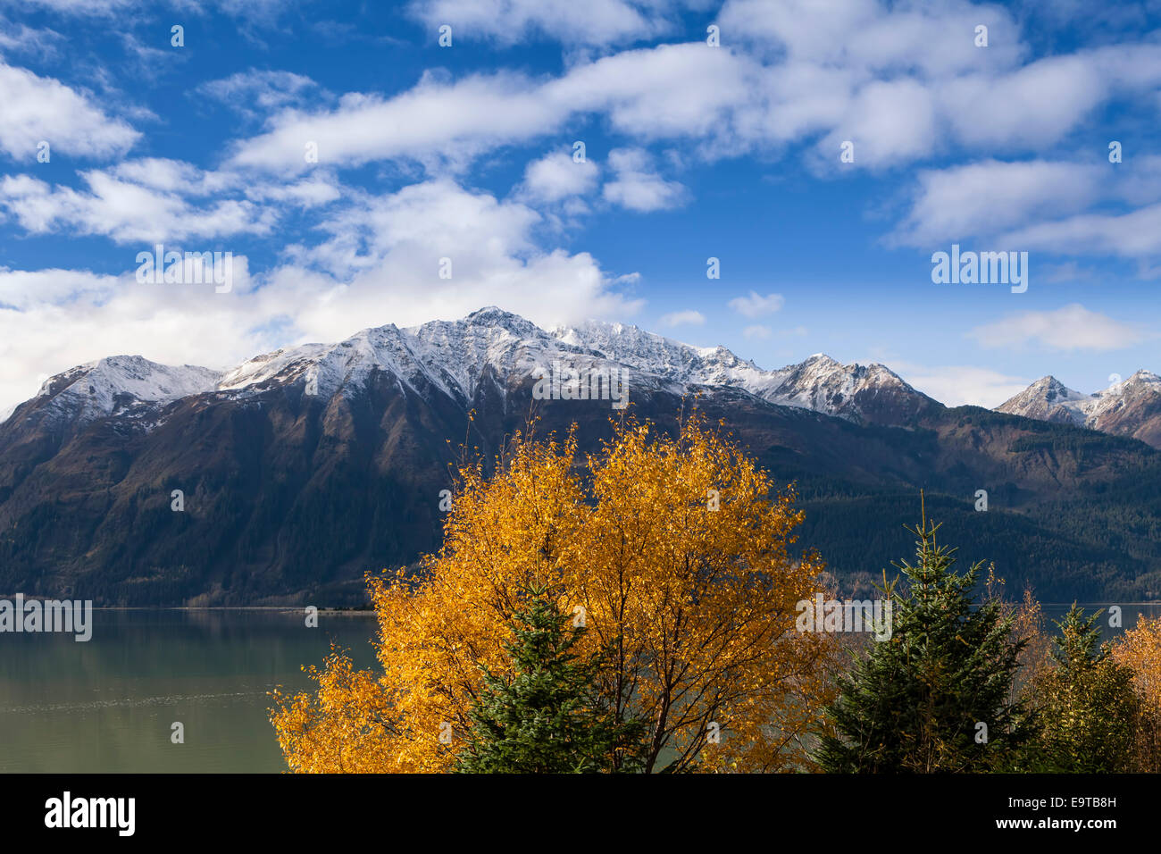Colorful birch trees near the Chilkat Inlet in Southeast Alaska in ...