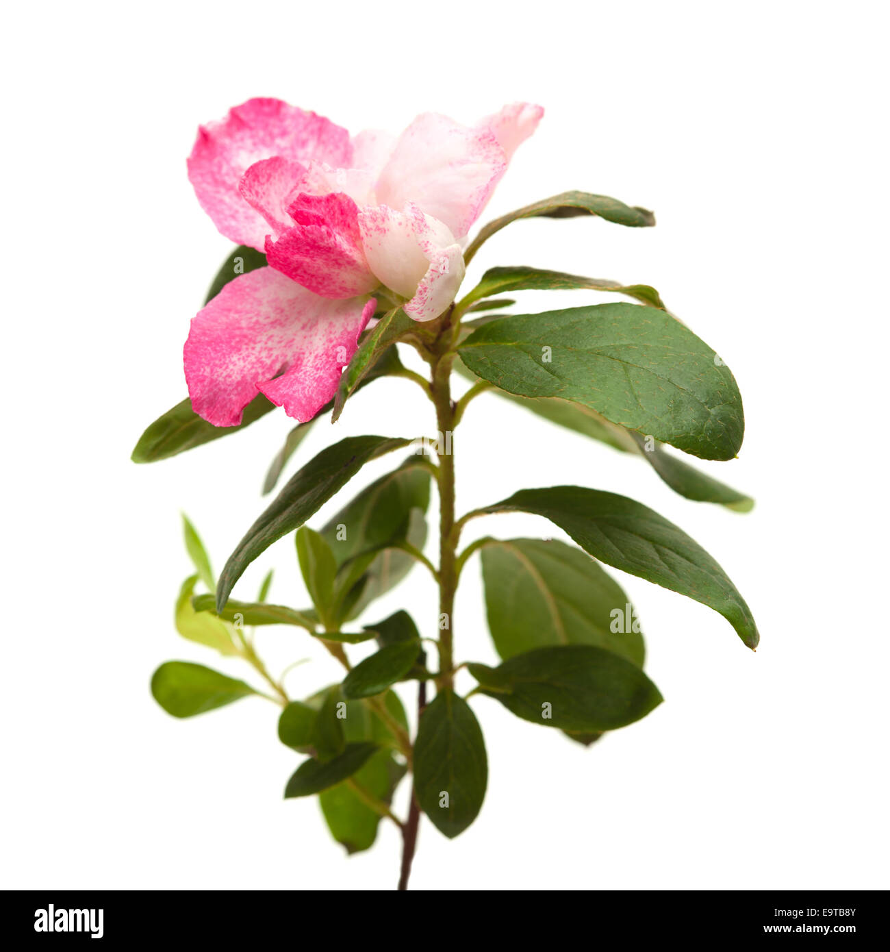 pink azalea isolated on white background Stock Photo - Alamy