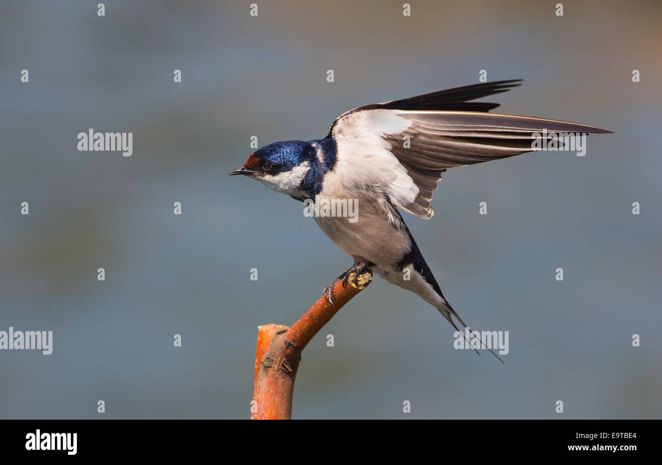 whitethroated swallow flapping wings Stock Photo - Alamy
