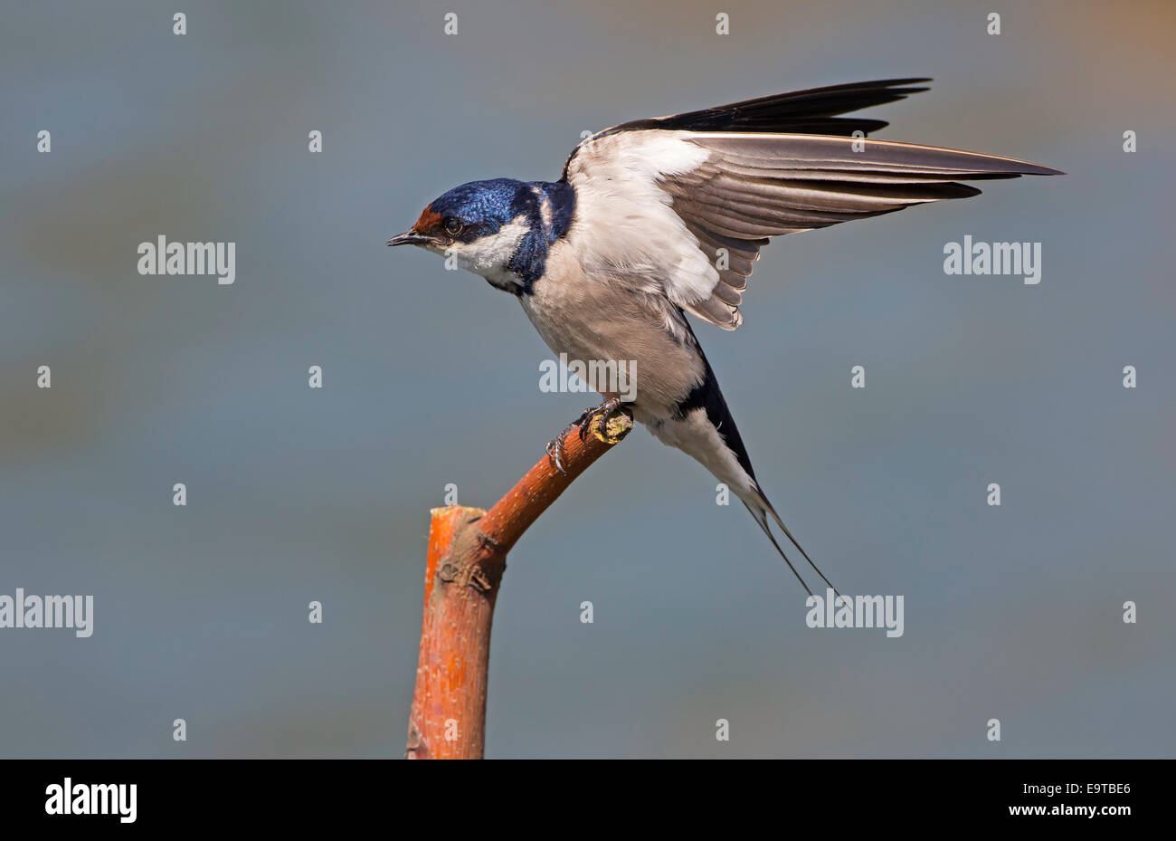 whitethroated swallow flapping wings Stock Photo - Alamy