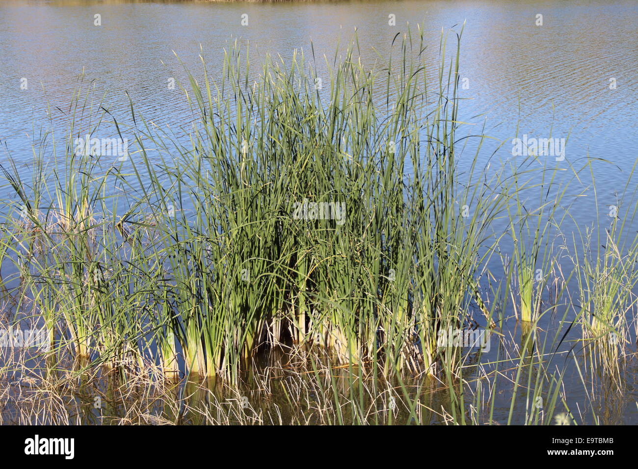 Rush marsh hi-res stock photography and images - Alamy