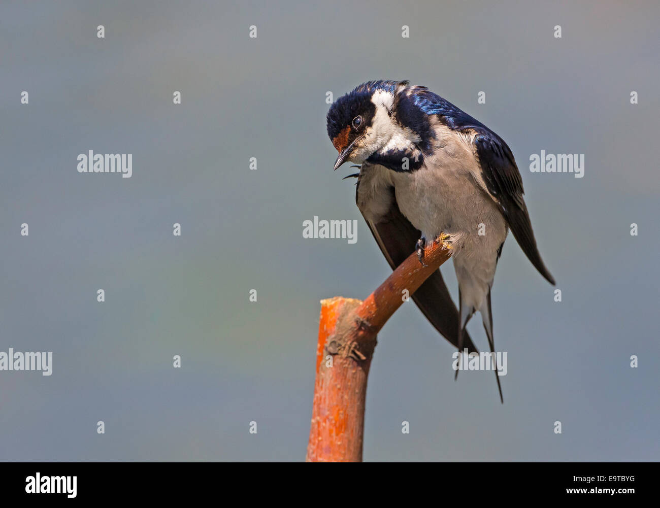 Swallow wings hi-res stock photography and images - Alamy
