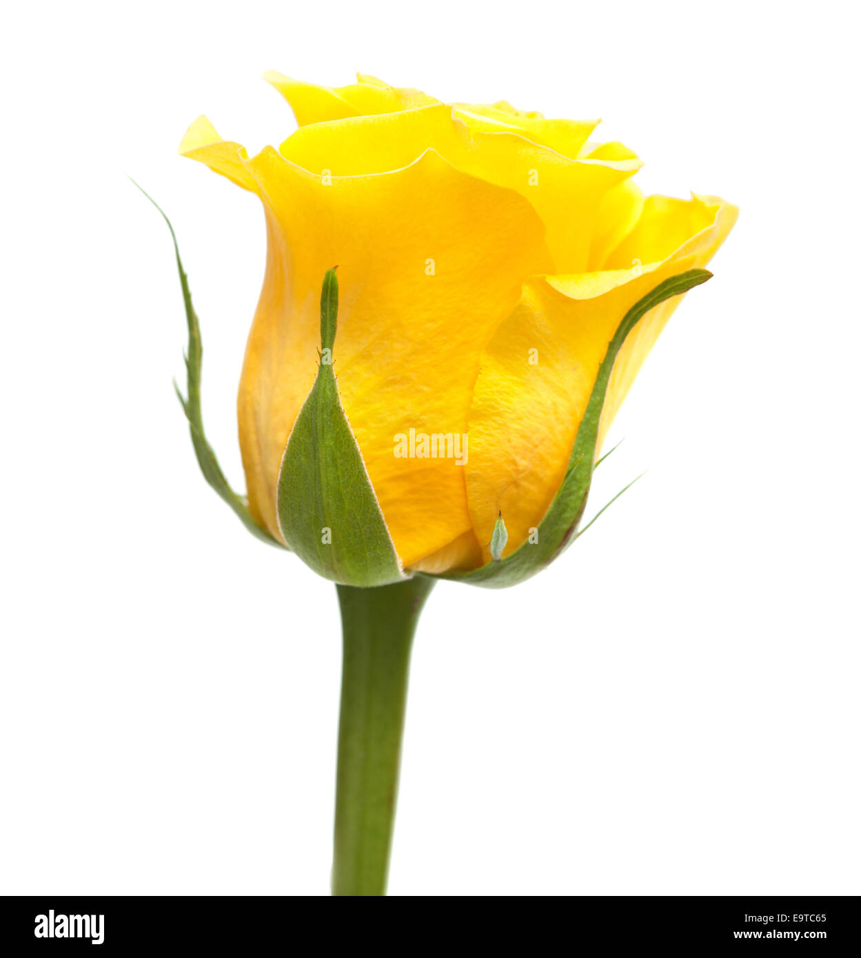 single yellow rose flower isolated on white Stock Photo - Alamy