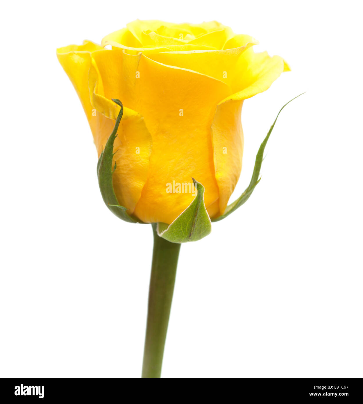 single yellow rose flower isolated on white Stock Photo - Alamy