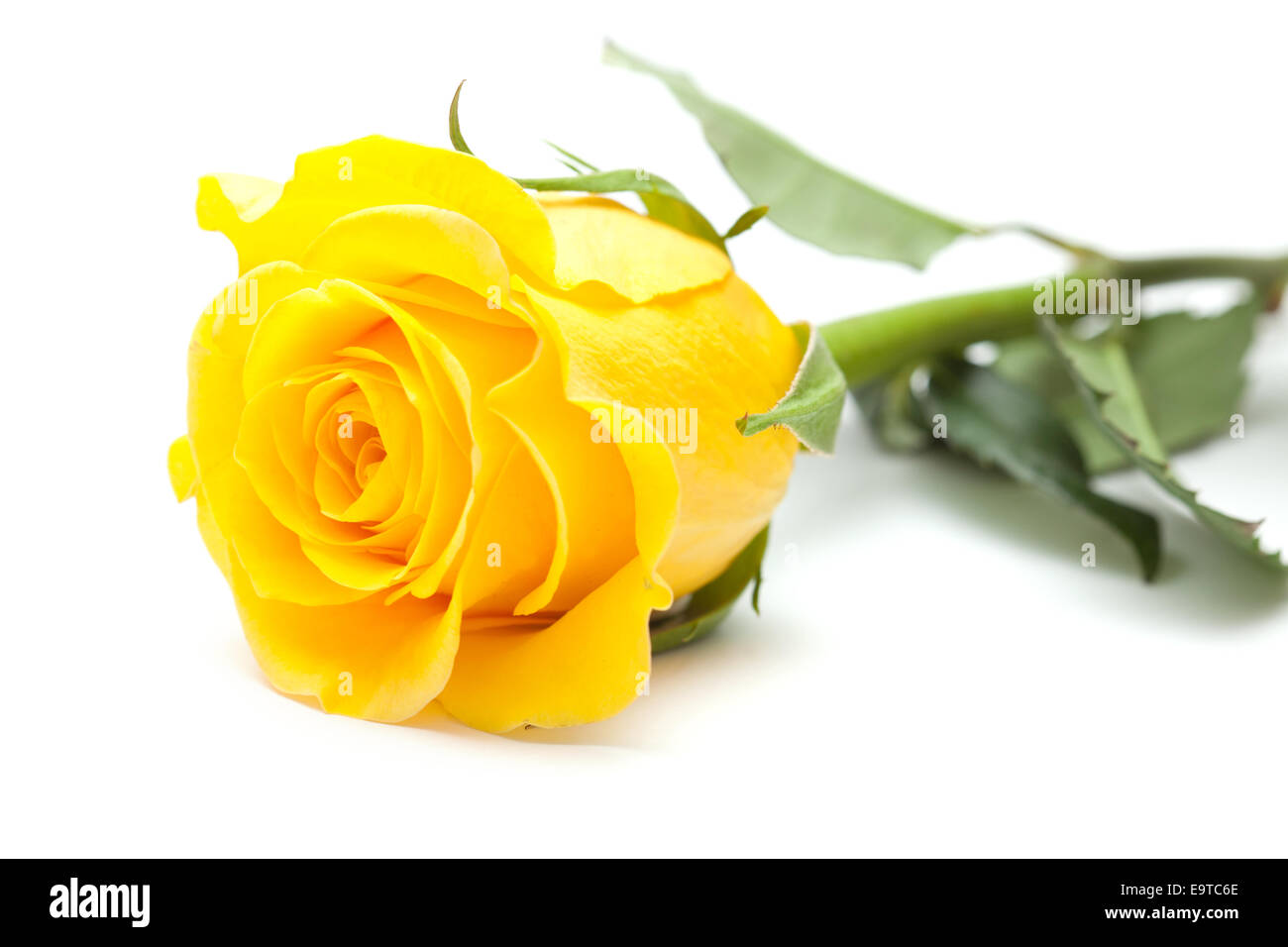 single yellow rose flower isolated on white Stock Photo - Alamy