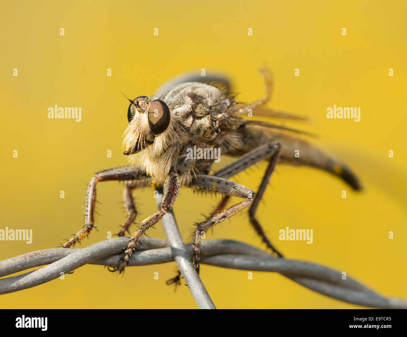 Closeup of a Giant Robber Fly on a wire, with yellow background Stock ...