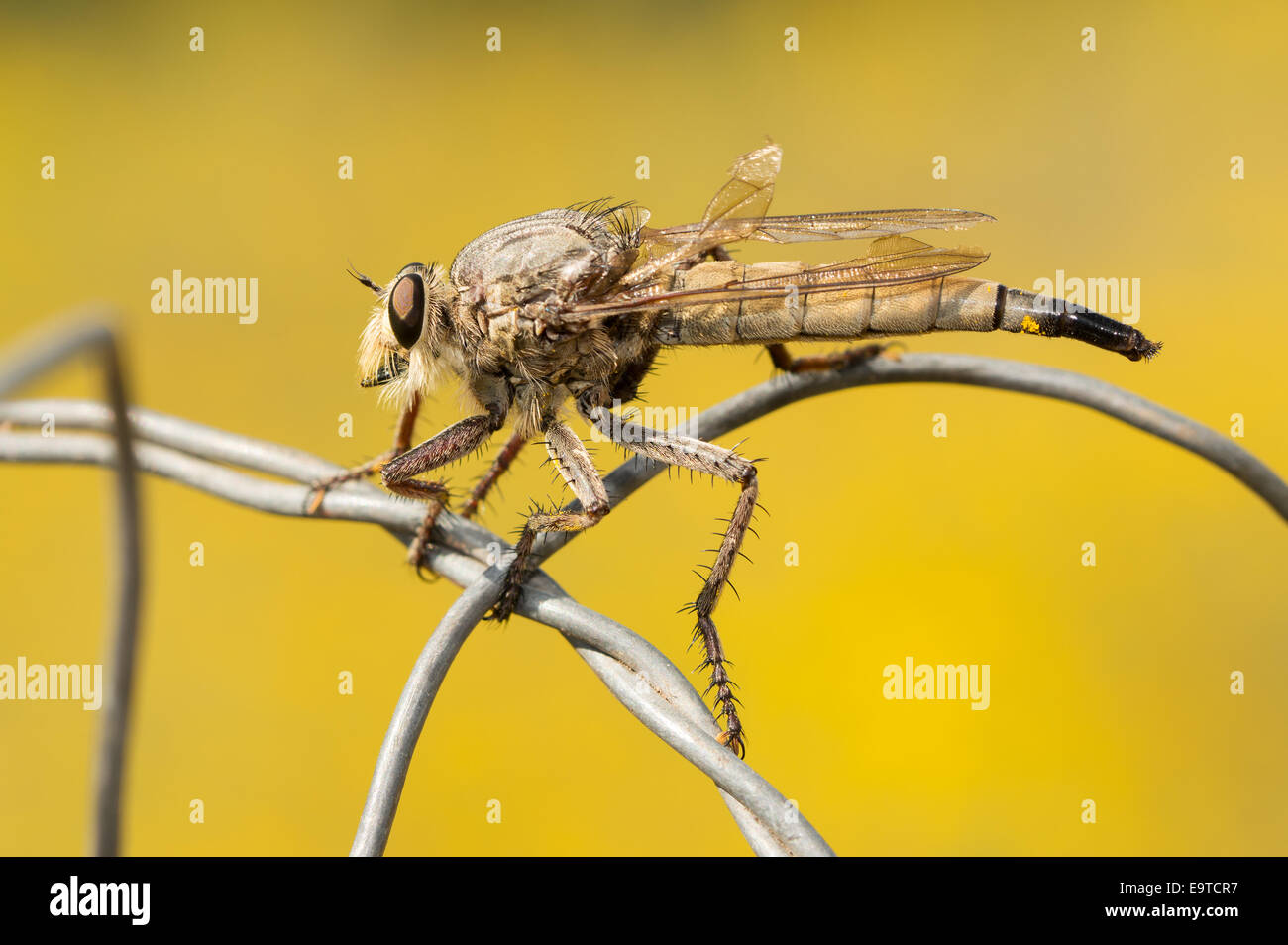 Yellow robber fly with prey hi-res stock photography and images - Alamy