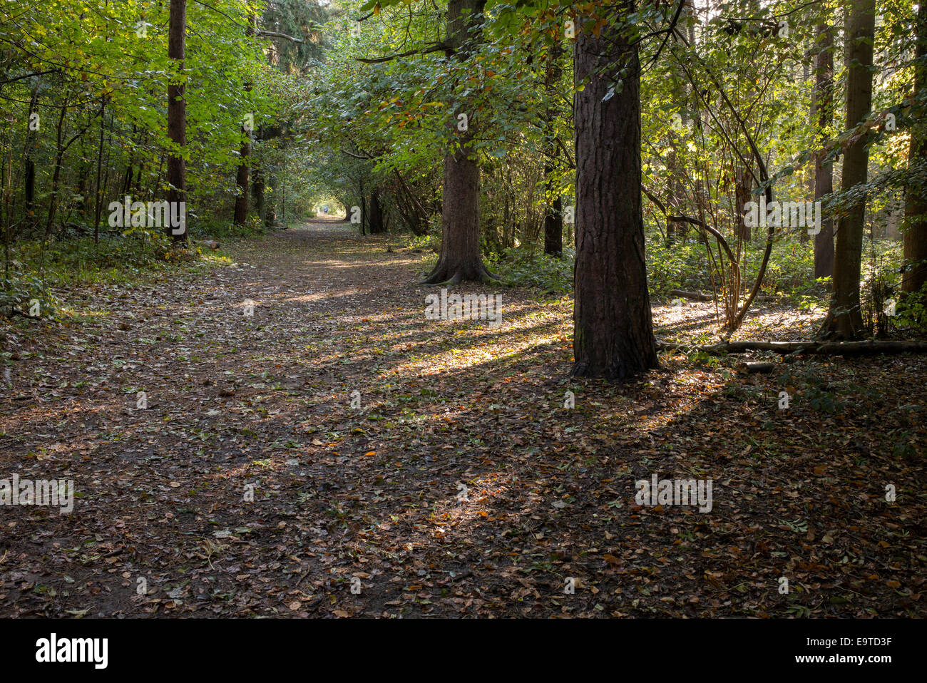 Autumnal pathway hi-res stock photography and images - Alamy