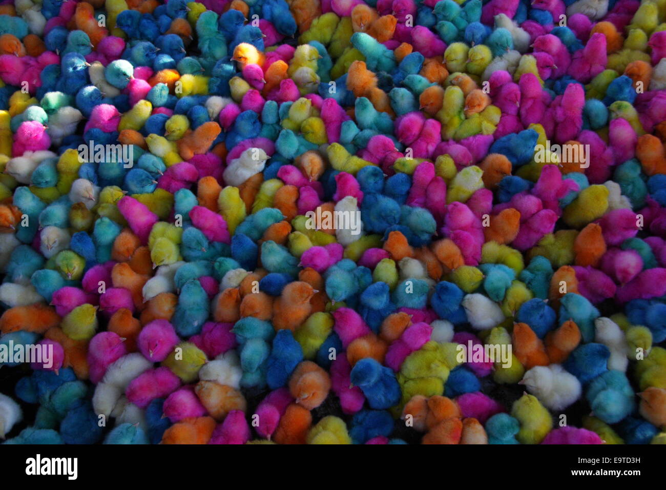 Market chicks hi-res stock photography and images - Alamy