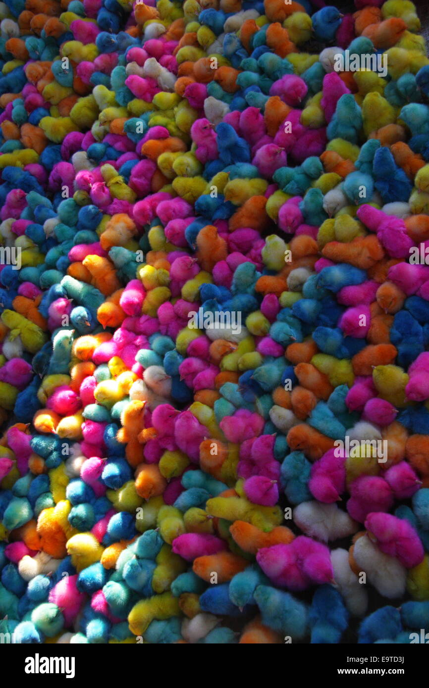 Colored chicks in a Moroccan market Stock Photo - Alamy