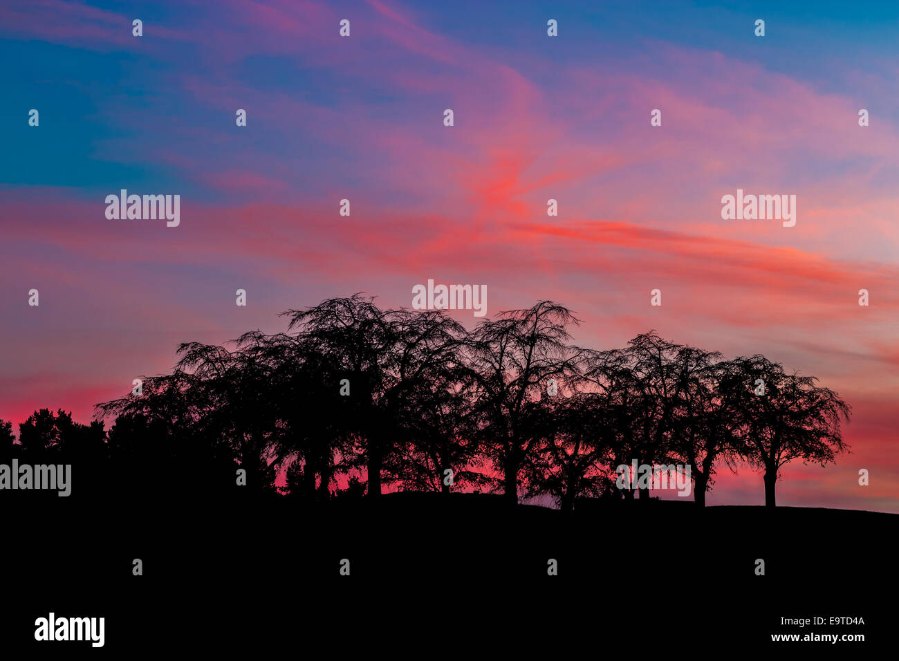The Elm tree memorial grove at UNESCO World Heritage Site "Woodland ...