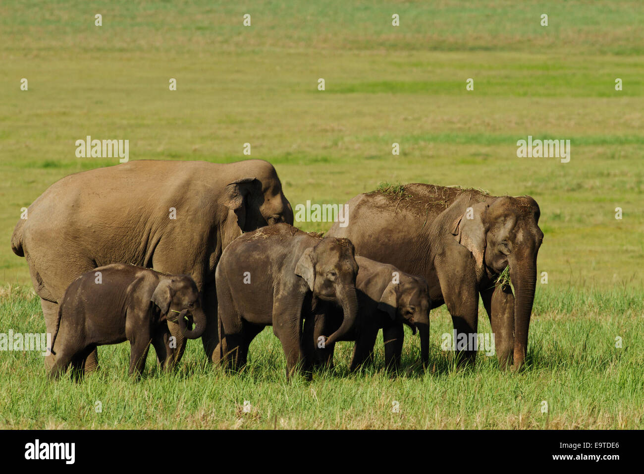 Indian Elepant herd in the savannah, Corbett National Park, India Stock ...