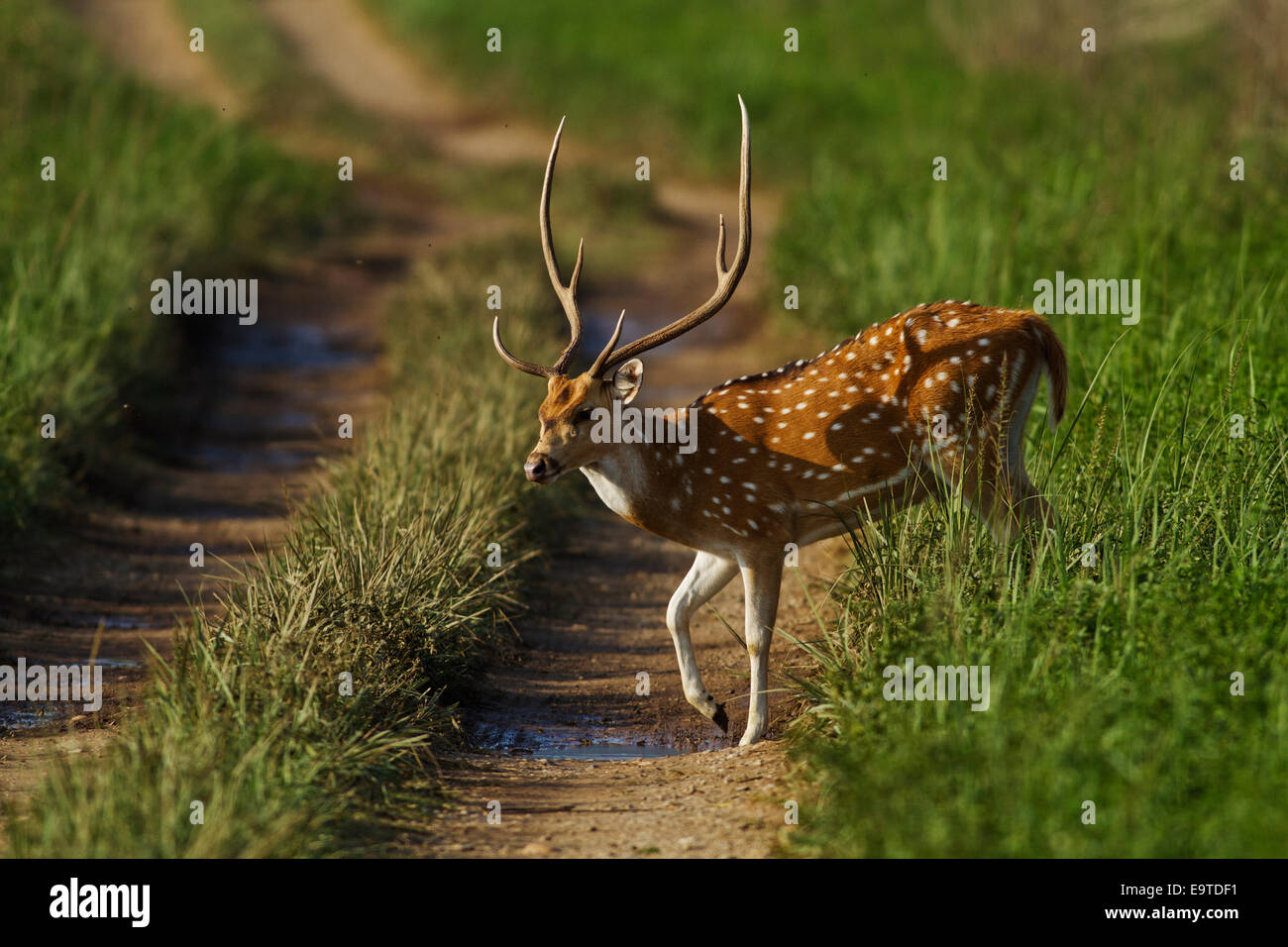 Indian jungle track hi-res stock photography and images - Alamy