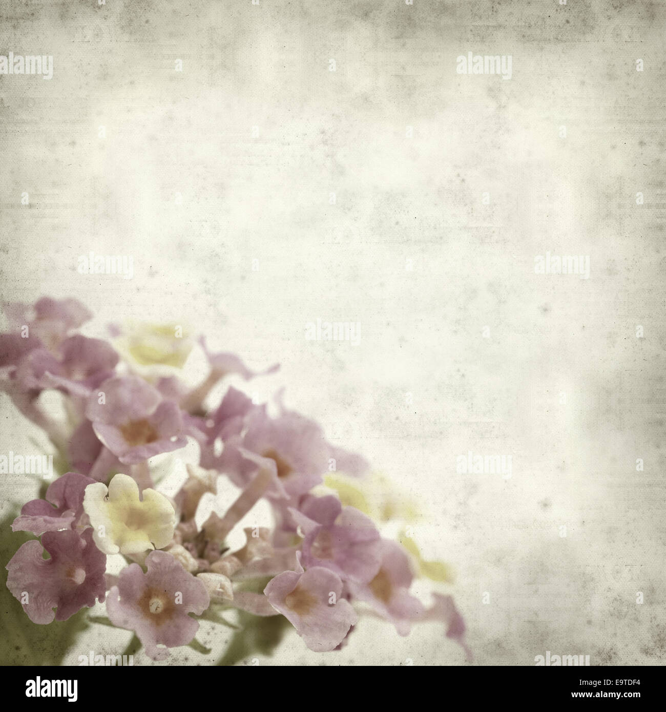 Old Paper Flower Background Without Watermark