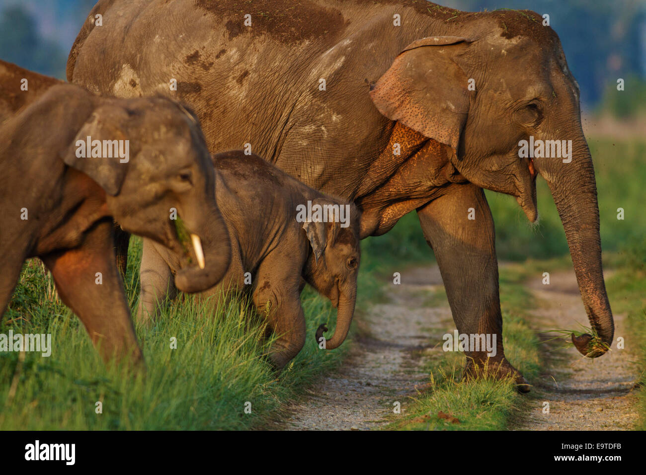 Indian Elephant family - crossing the track, Corbett National Park ...
