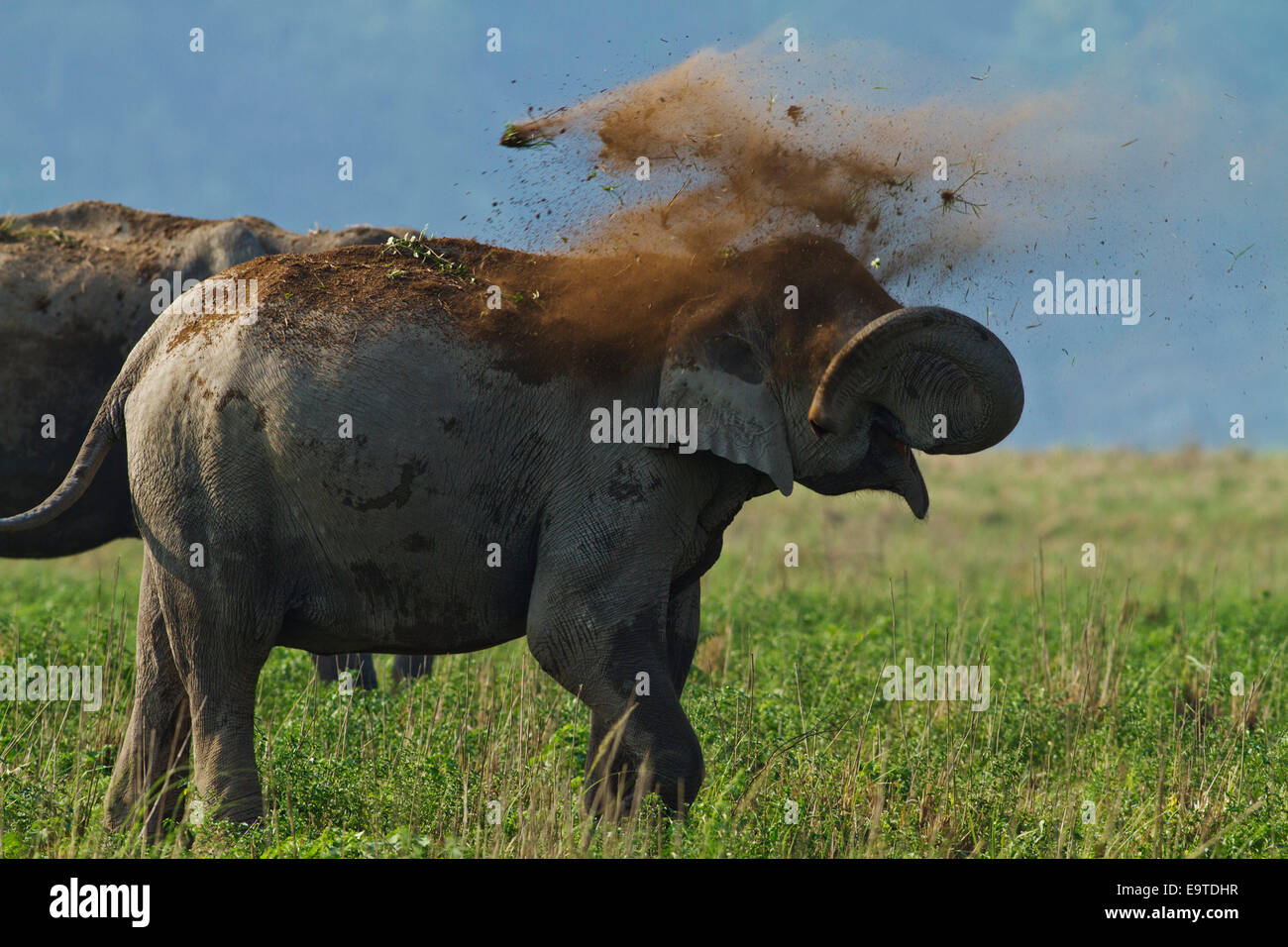 Indian Elephant taking dust bath - Corbett National Park, India Stock ...