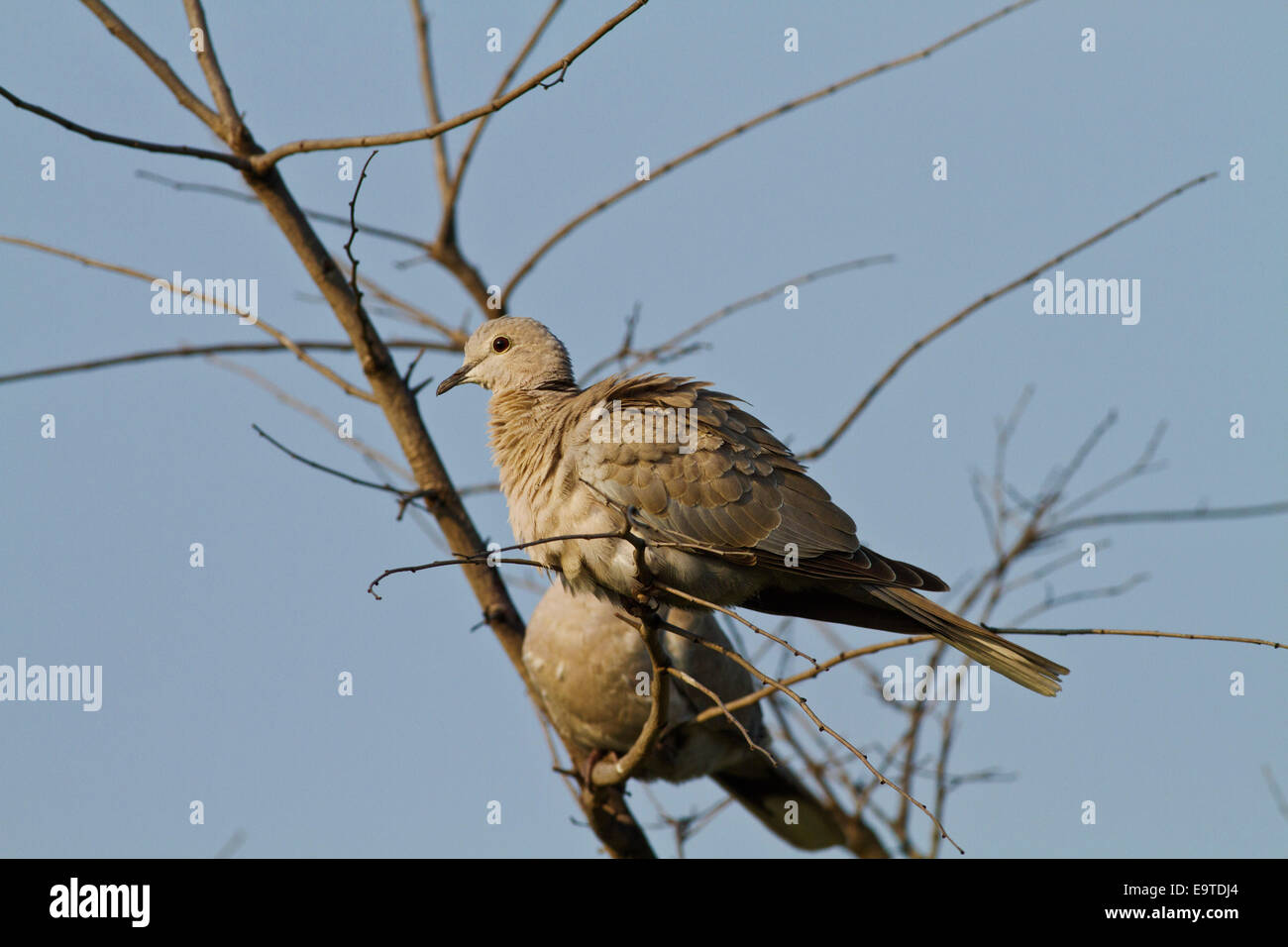 Collared Dove - Corbett National Park, India Stock Photo - Alamy