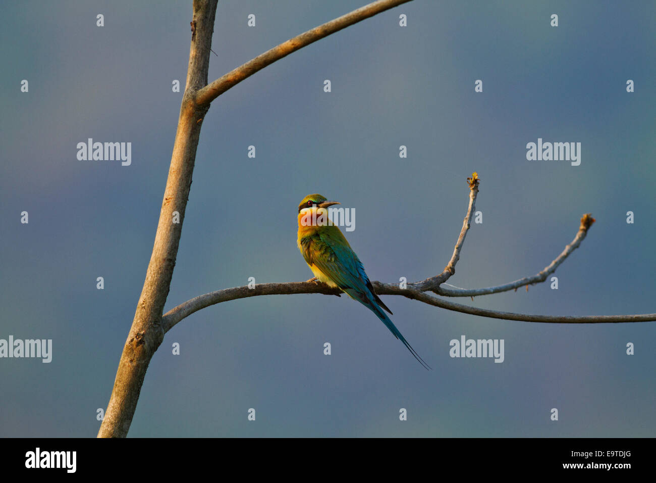 Indian bee eater hi-res stock photography and images - Alamy
