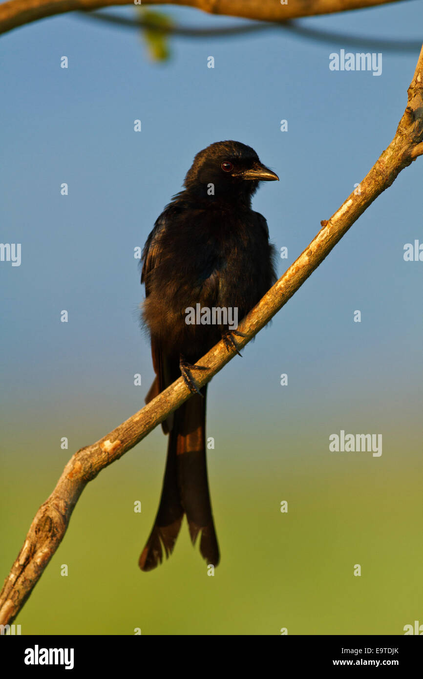 Black drongo hi-res stock photography and images - Alamy