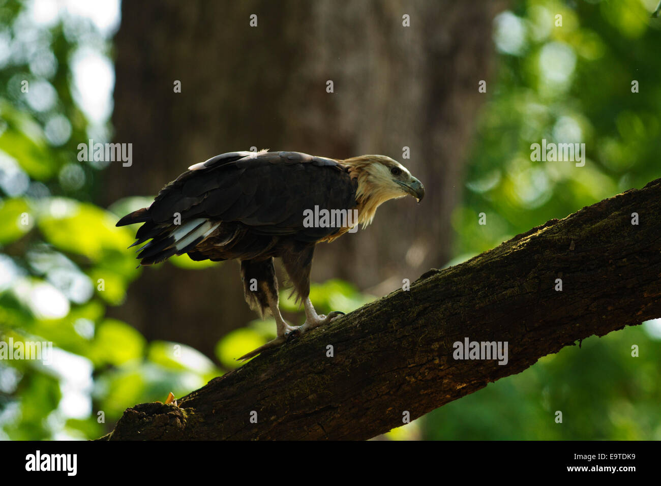 Pallas fishing Eagle - Corbett National Park, India Stock Photo - Alamy