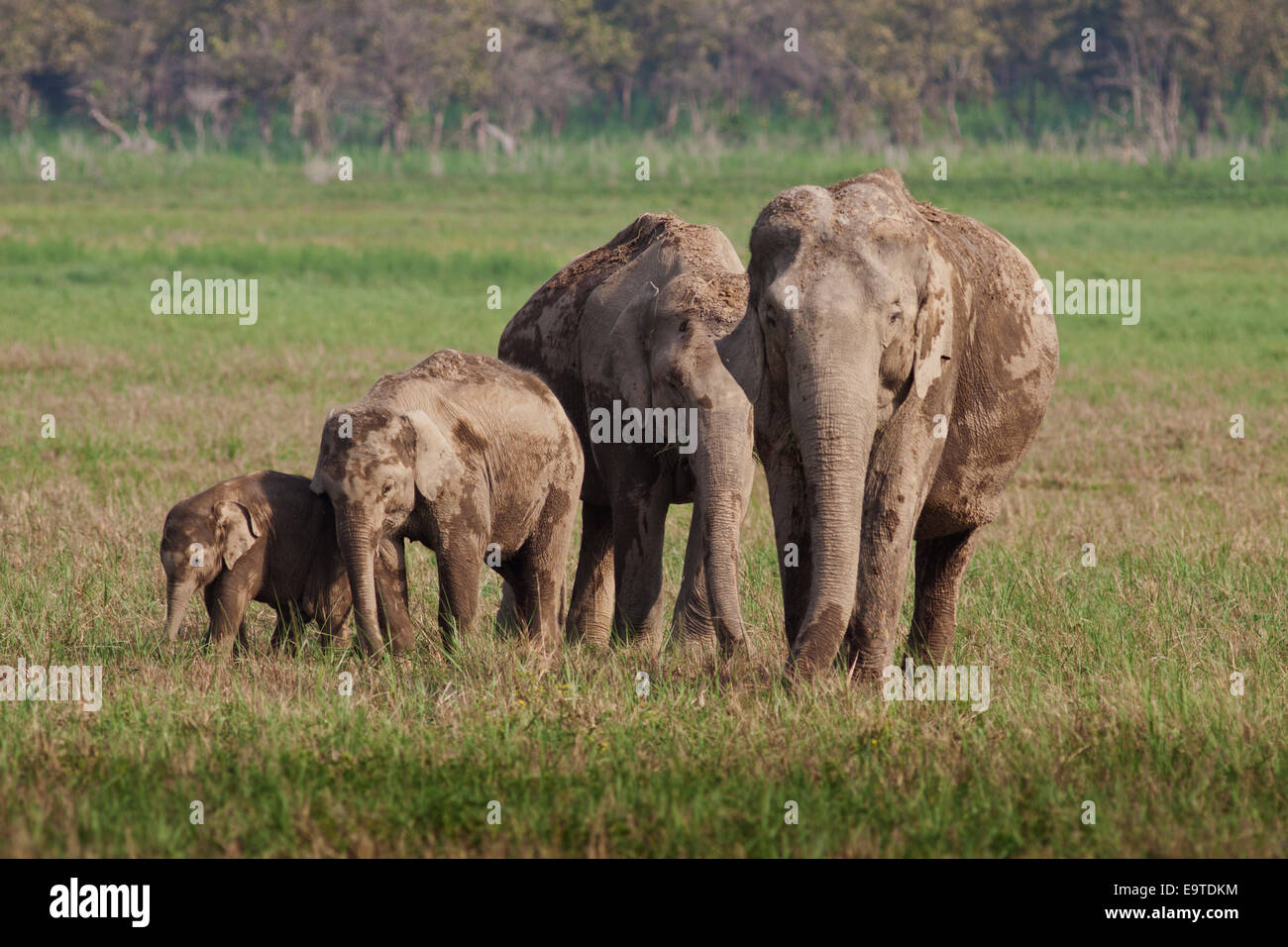 Indian Elephant family Corbett national Park, India Stock Photo - Alamy