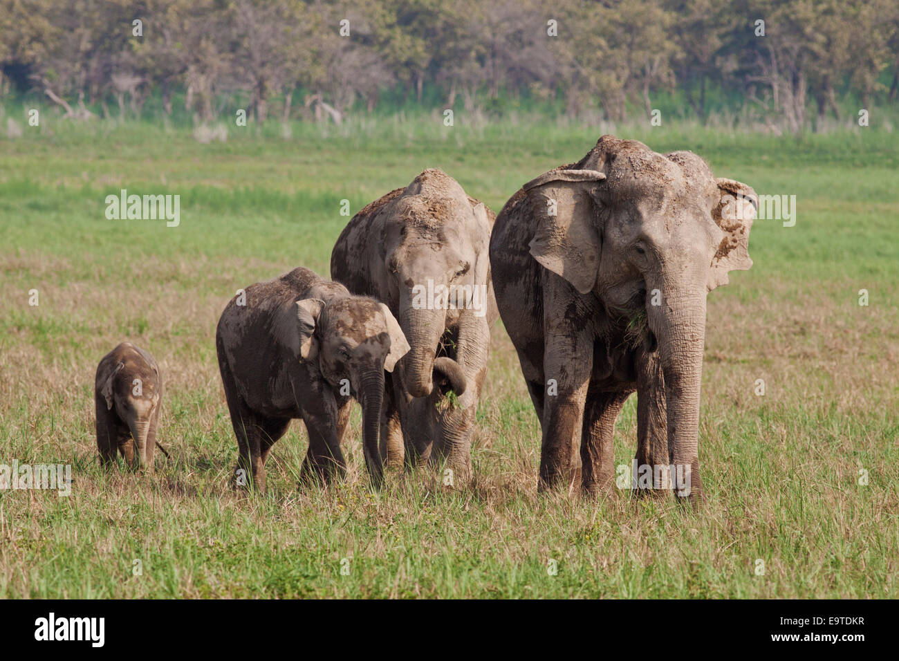 Indian Elephant family - Corbett National Park, India Stock Photo - Alamy