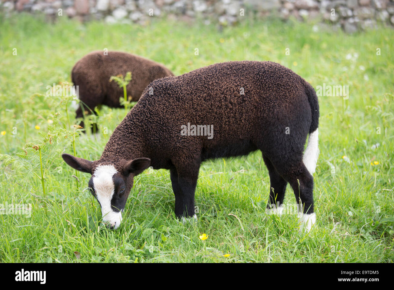 Zwartbles sheep hi-res stock photography and images - Alamy