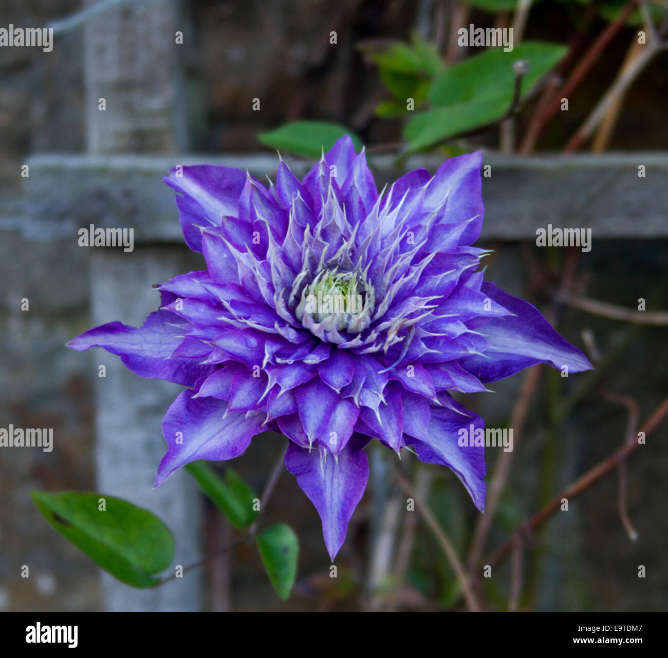 Clematis multi blue hi-res stock photography and images - Alamy