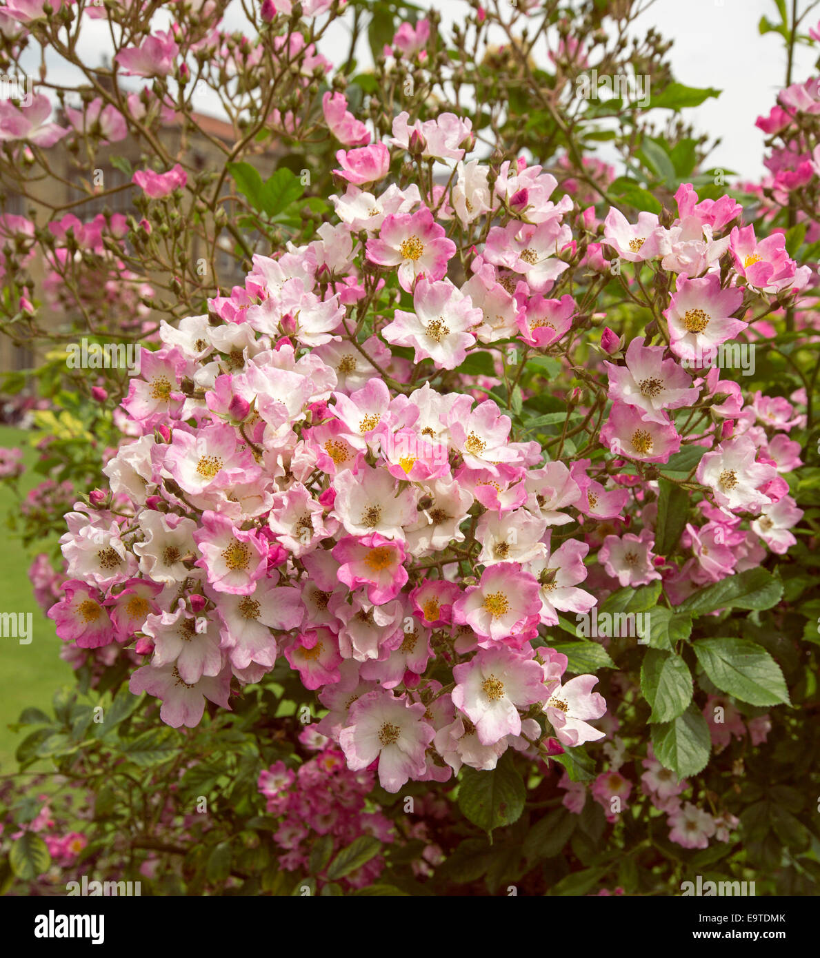Pale pink roses flowering hi-res stock photography and images - Alamy