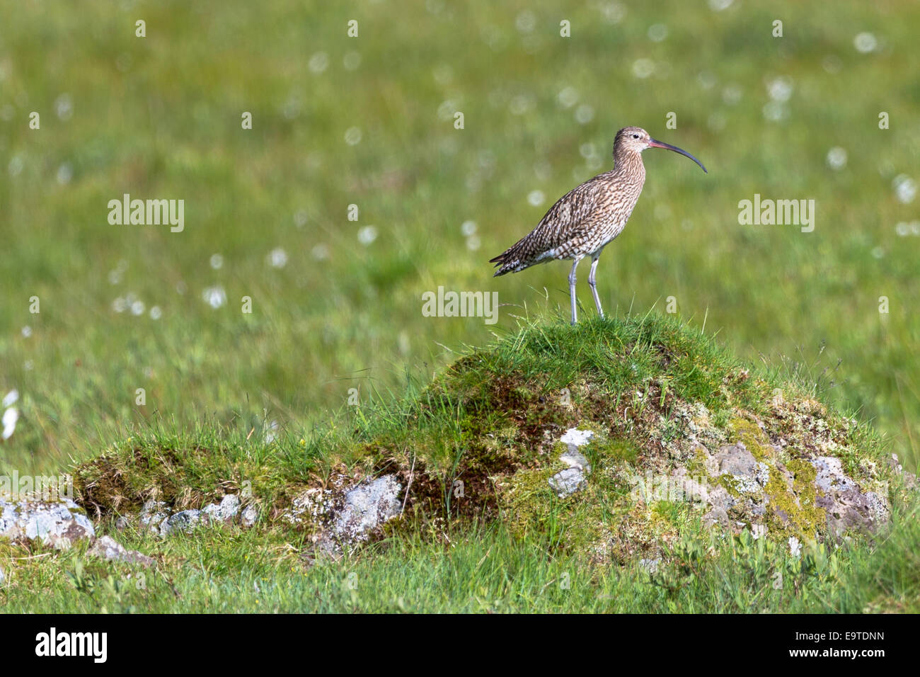 Sandpiper bird sandpipers birds hi-res stock photography and images - Alamy