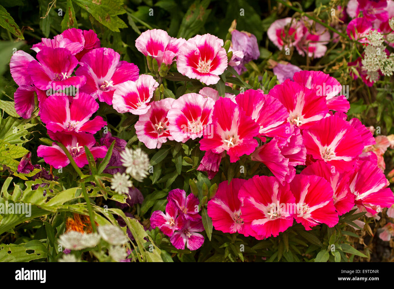 Group of bright red and pink Godetia / Clarkia flowers blooming among ...