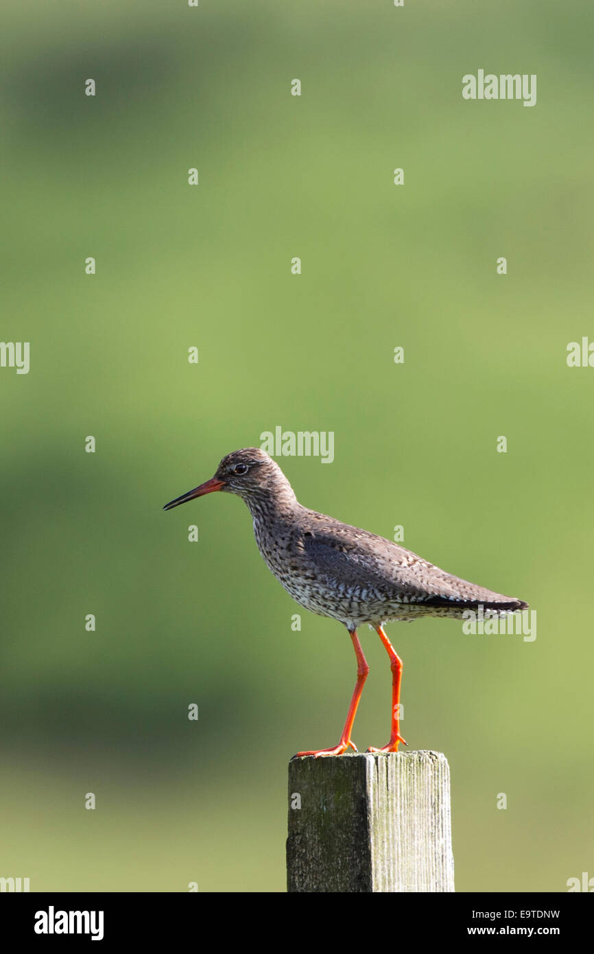 Scottish breeding birds hi-res stock photography and images - Alamy