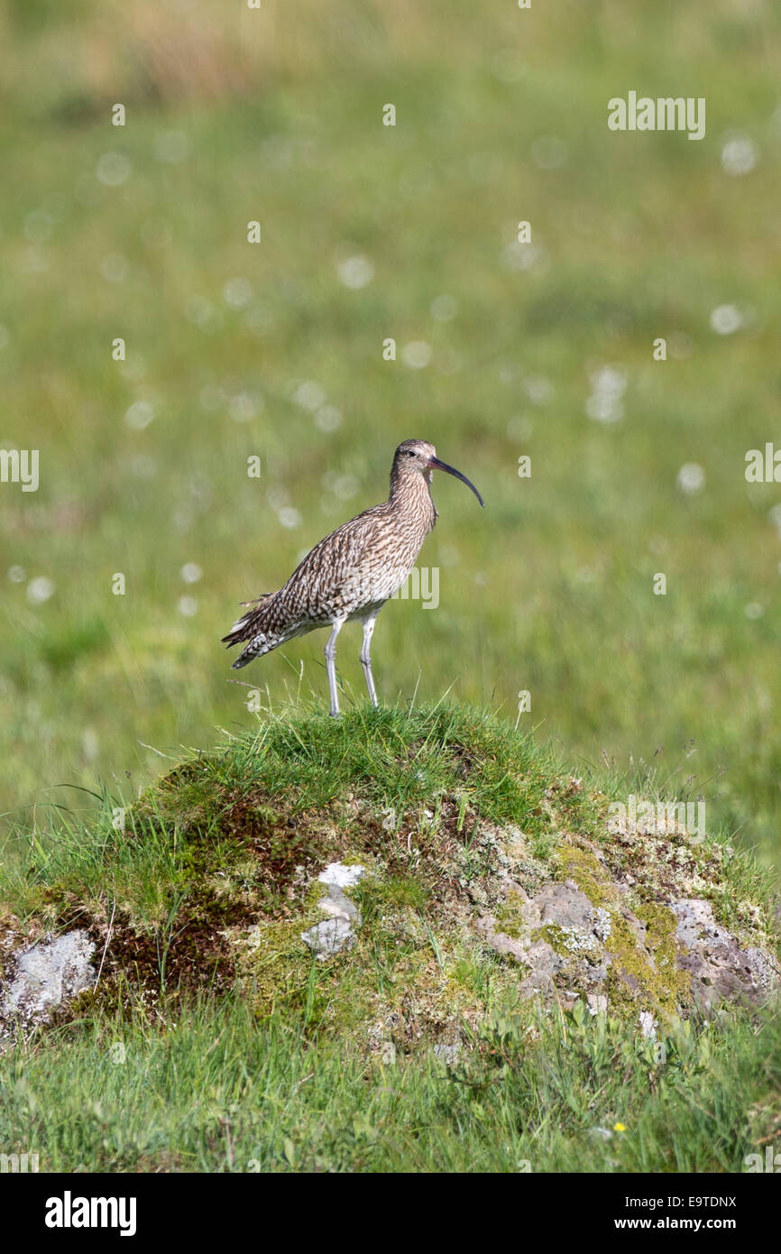 Curlew sandpiper, Numenius arquata, part of the sandpipers family of ...