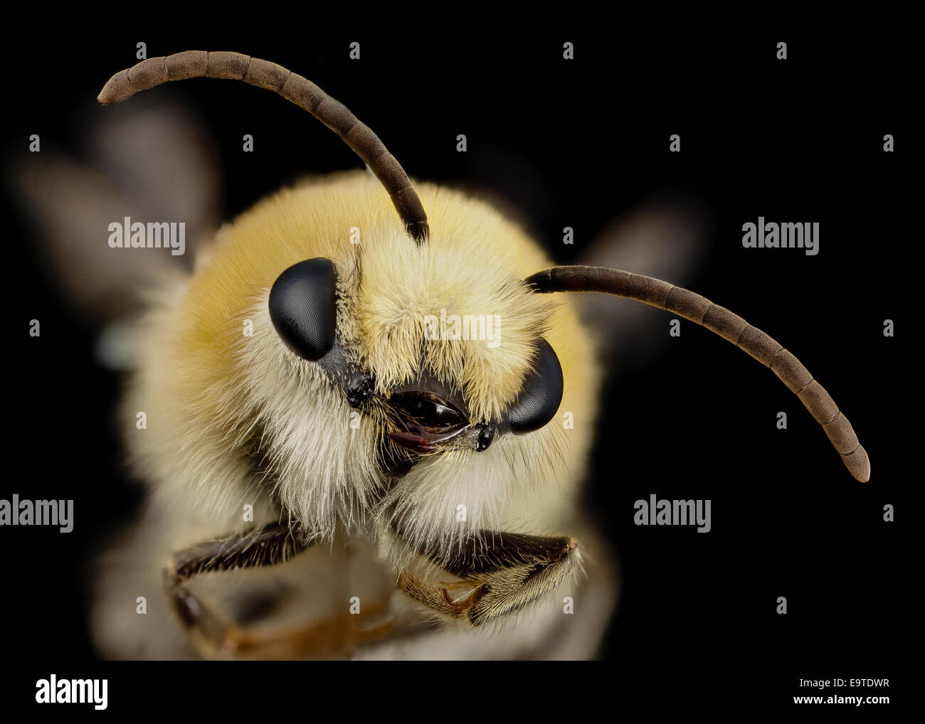 A male Mourecotelles bee collected in Argentina, known for its furry ...