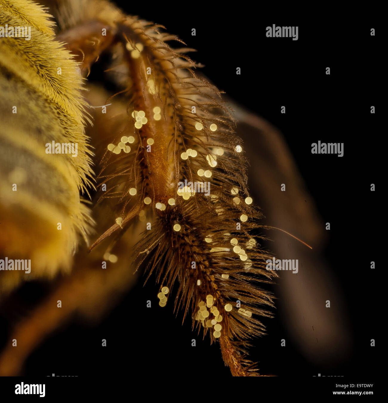 Diadasia bee hi-res stock photography and images - Alamy
