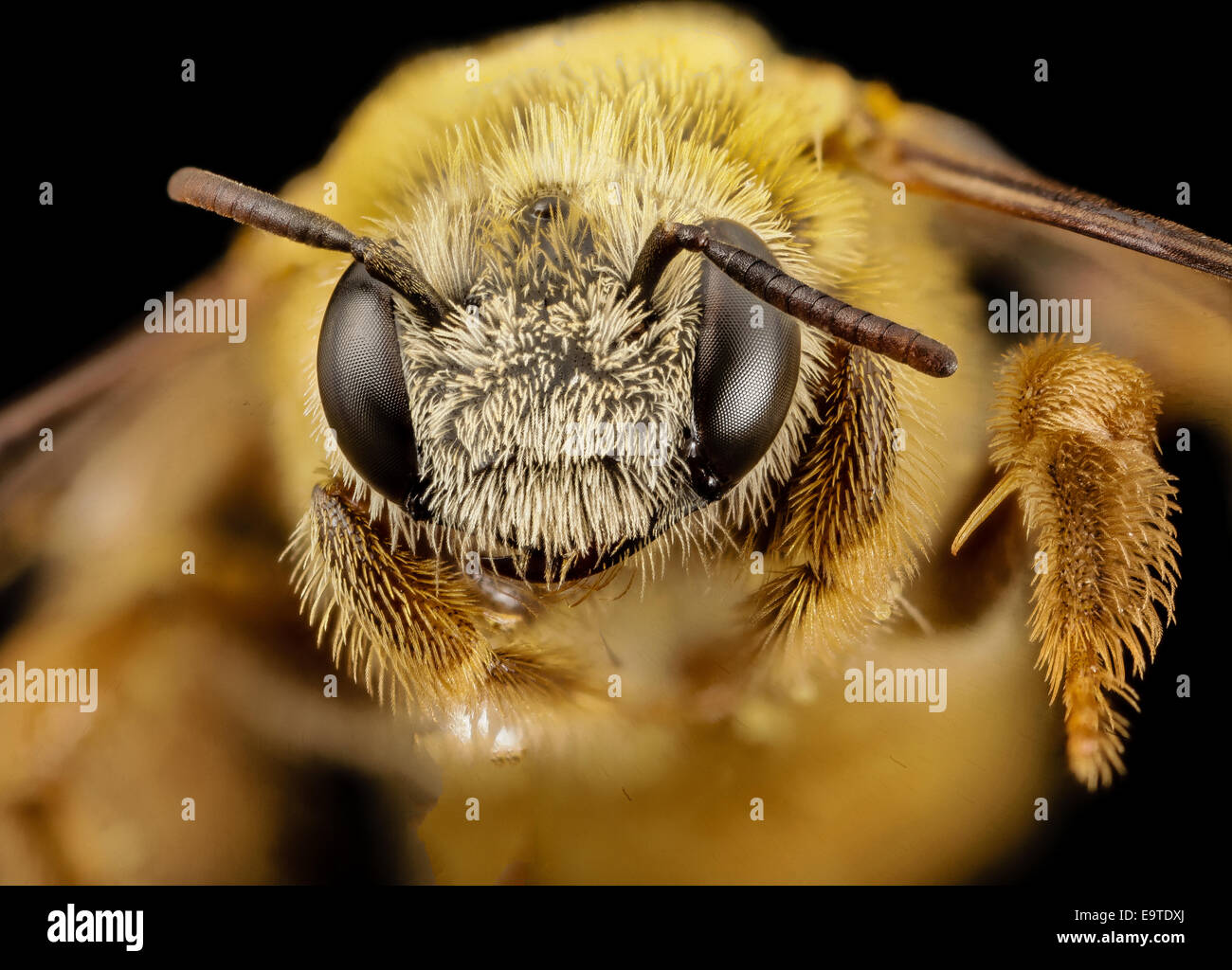 Bee bees brazil taxonomy hi-res stock photography and images - Alamy