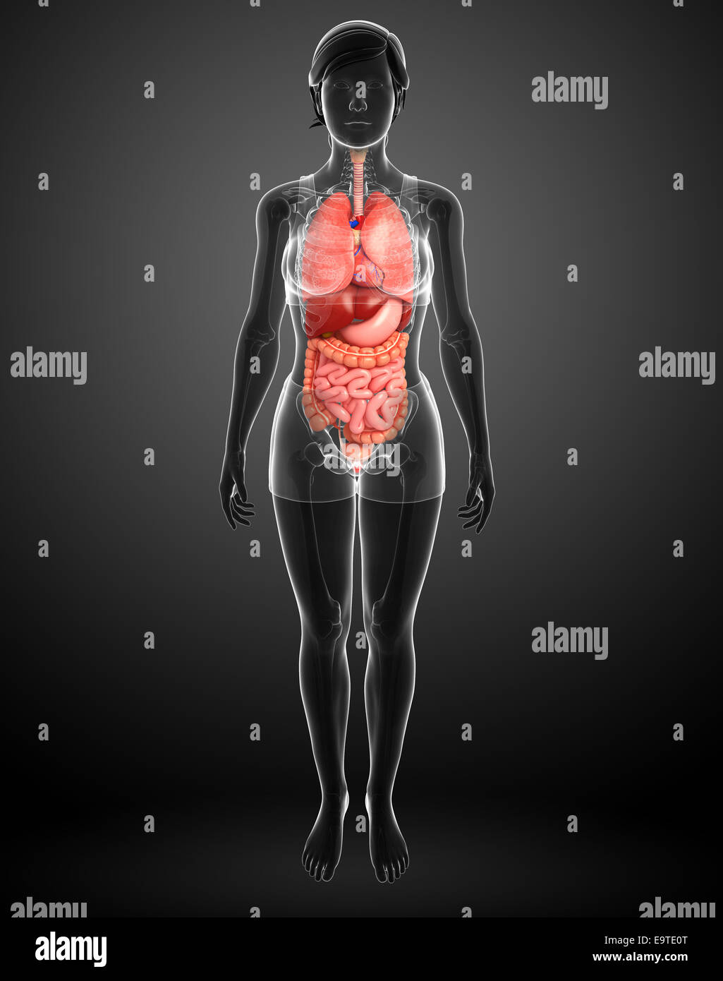 Illustration of female digestive system Stock Photo - Alamy