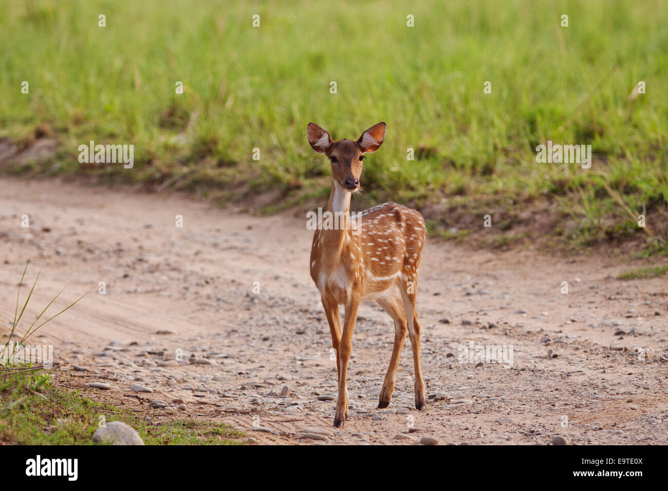 Indian jungle track hi-res stock photography and images - Alamy