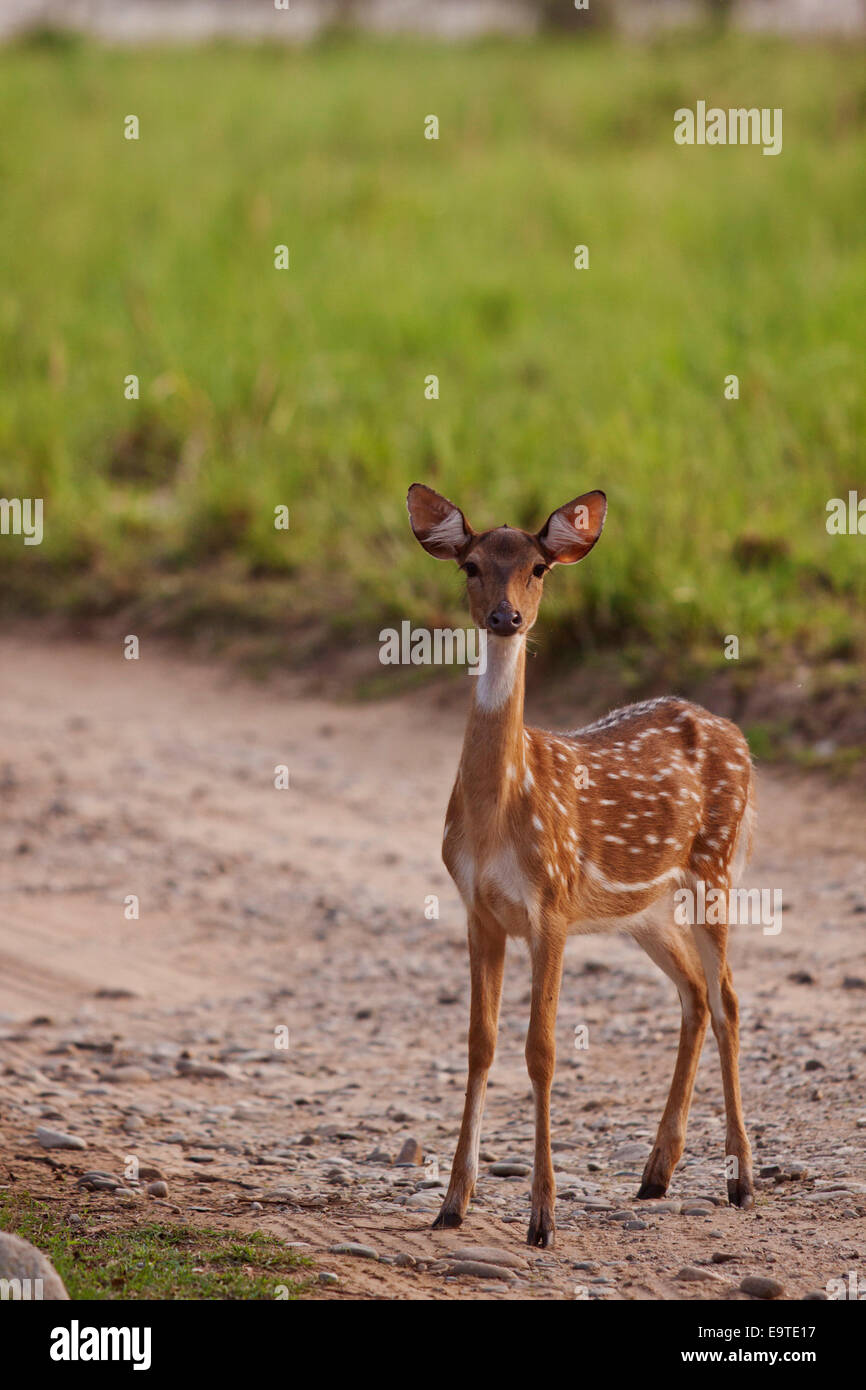Indian jungle track hi-res stock photography and images - Alamy