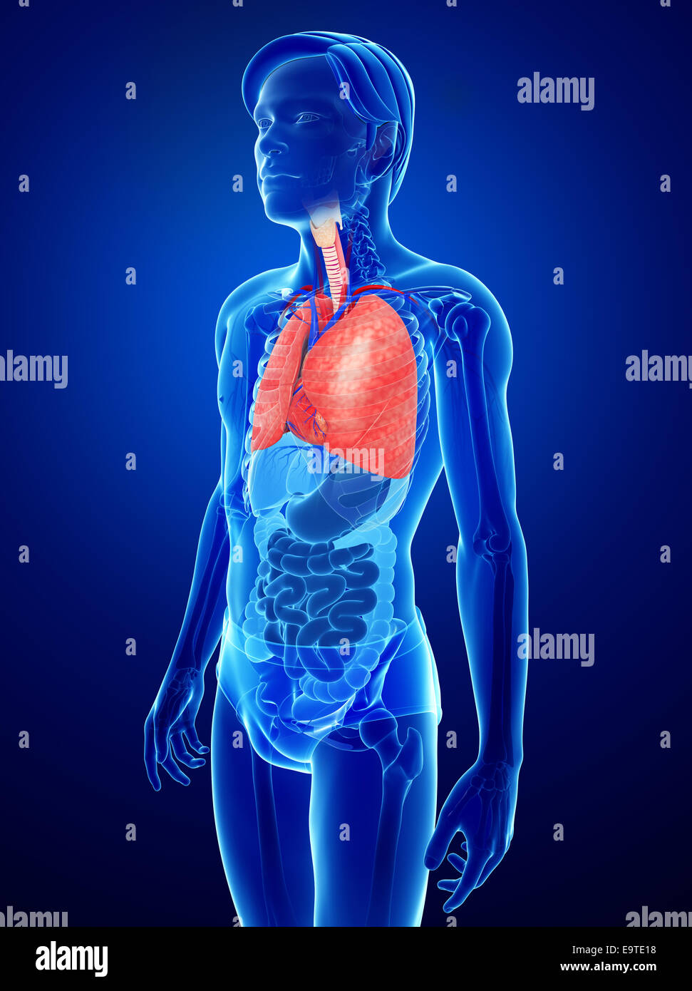 Illustration of male lungs anatomy Stock Photo - Alamy