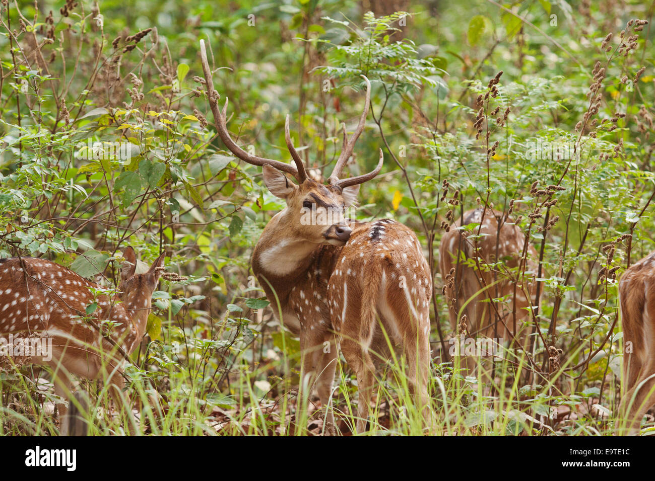 Chital Stag in the bushes - Corbett National Park, India Stock Photo ...